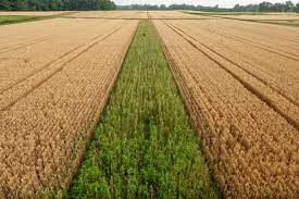 Land Grading for Agricultural Success: Improving Crop Yield and Soil ...