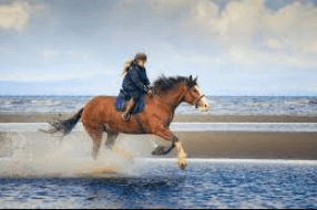 Unveiling Art of Horse Riding Commentary: An In-Depth Guide ...